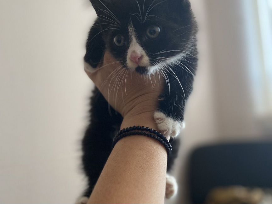 Котенок