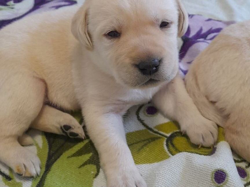 Лабромалыши