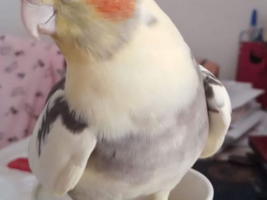 Попугай корелла самка