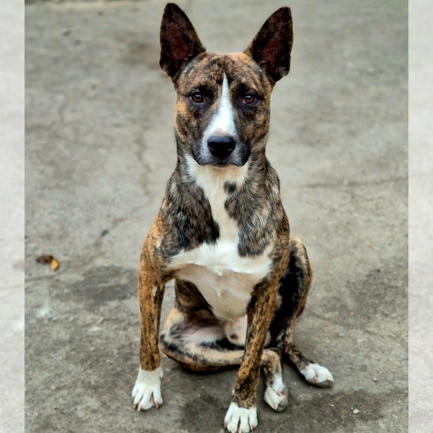 Взрослый пёс в добрые руки