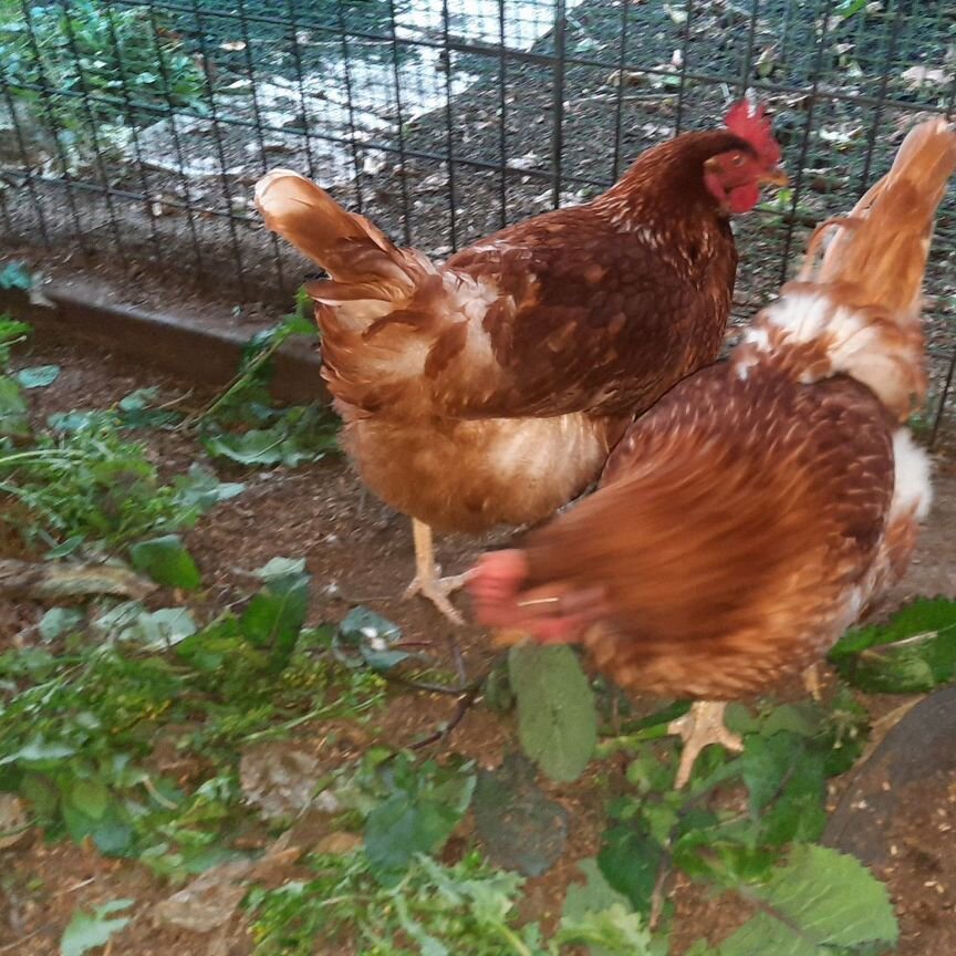 Куры несушки