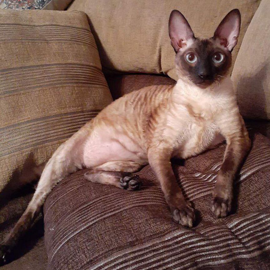 Корниш-красавчик