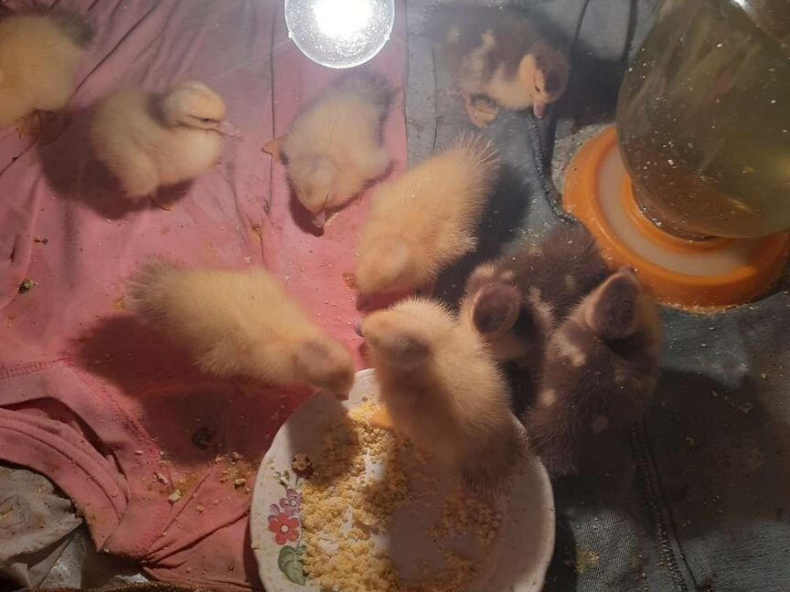 Птенцы индоутки