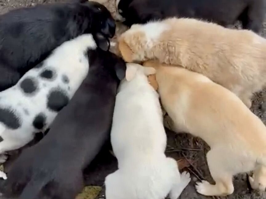 Карапузики малипусики просят помощи