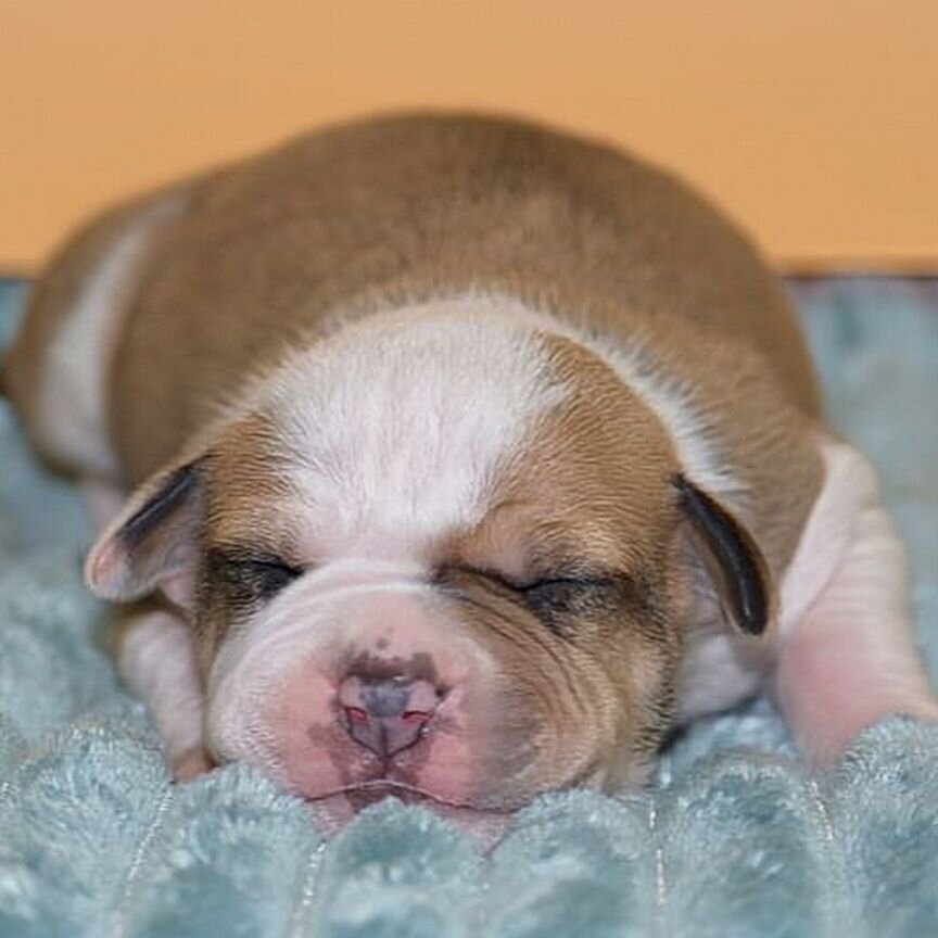 Американский стаффордширский терьер, щенок