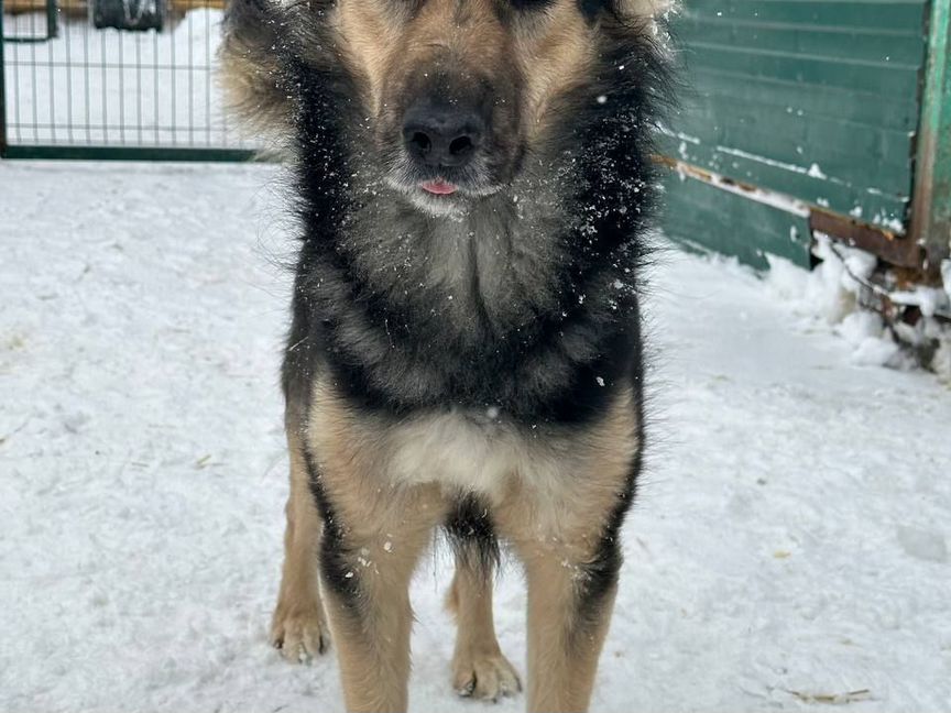 Помогите Форресту поверить людям