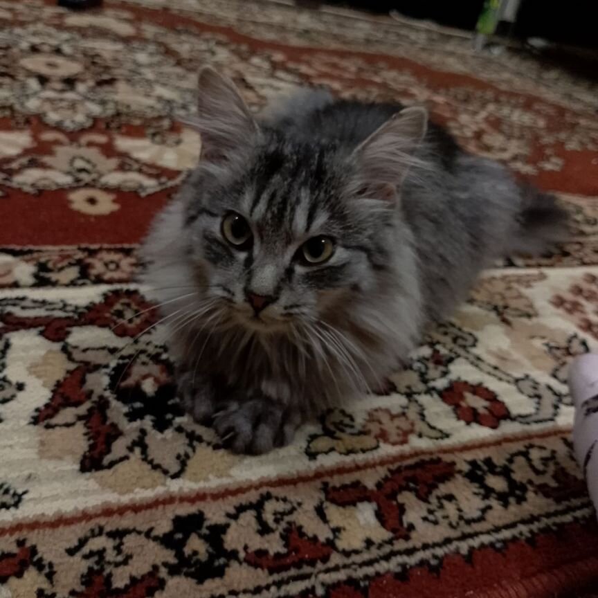 Отдам кота в добрые руки Канск