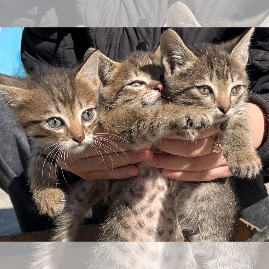 Котятки в добрые руки