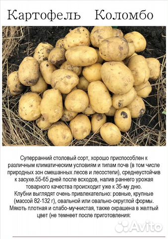 Семенной картофель купить в Новокузнецке | Товары для дома и дачи | Авито