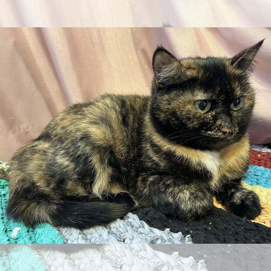 Отдам в добрые руки