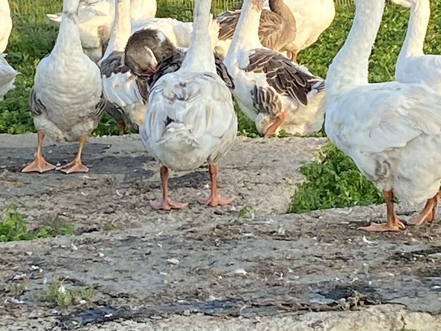 Холмогорские гуси