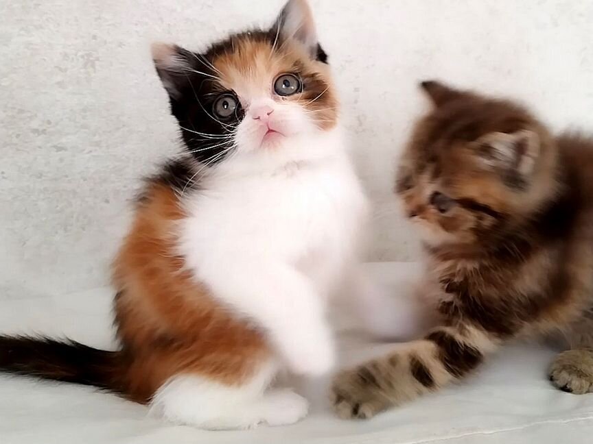 Котенок богатка