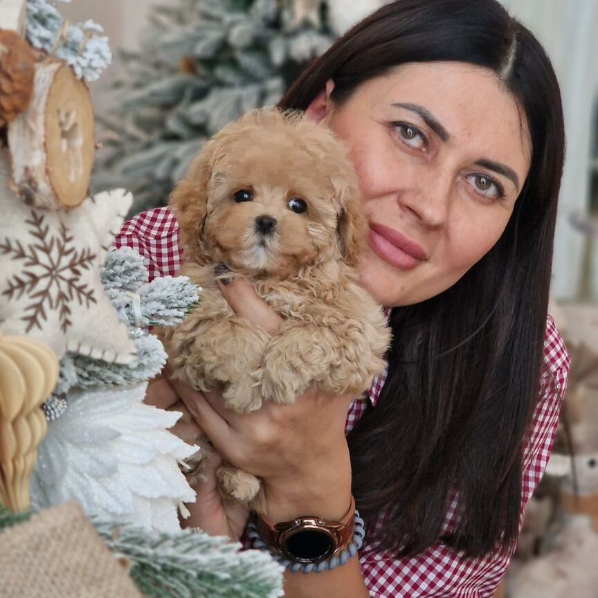 Мальтипу, щенок