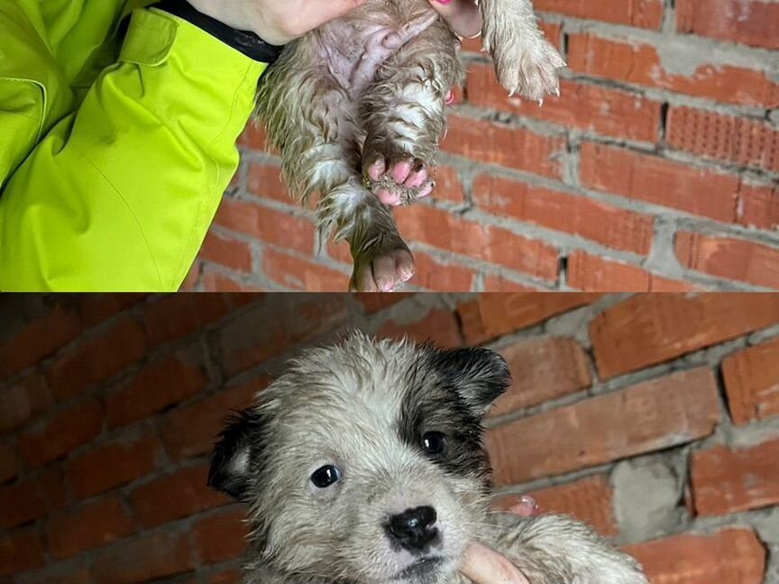 Собака в добрые руки щенок