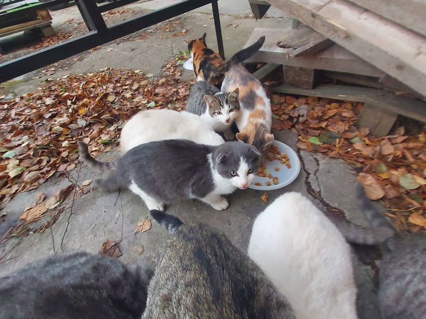 Котята в добрые руки