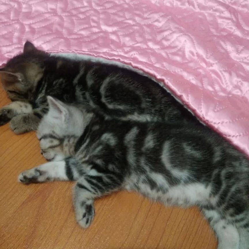 Шотландские котята