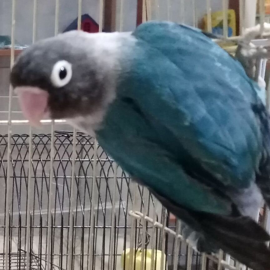 Попугай неразлучник