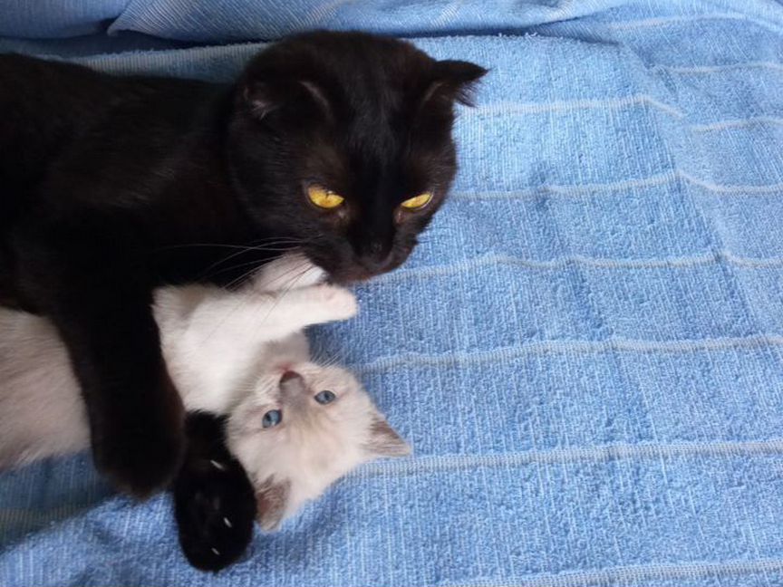 Британские котята