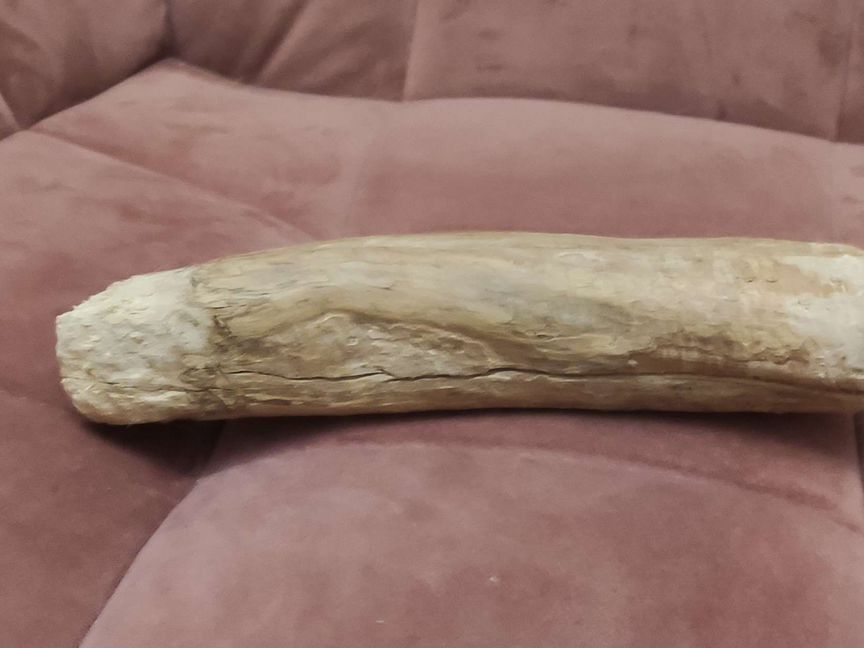 Палка кофейного дерева, размер М