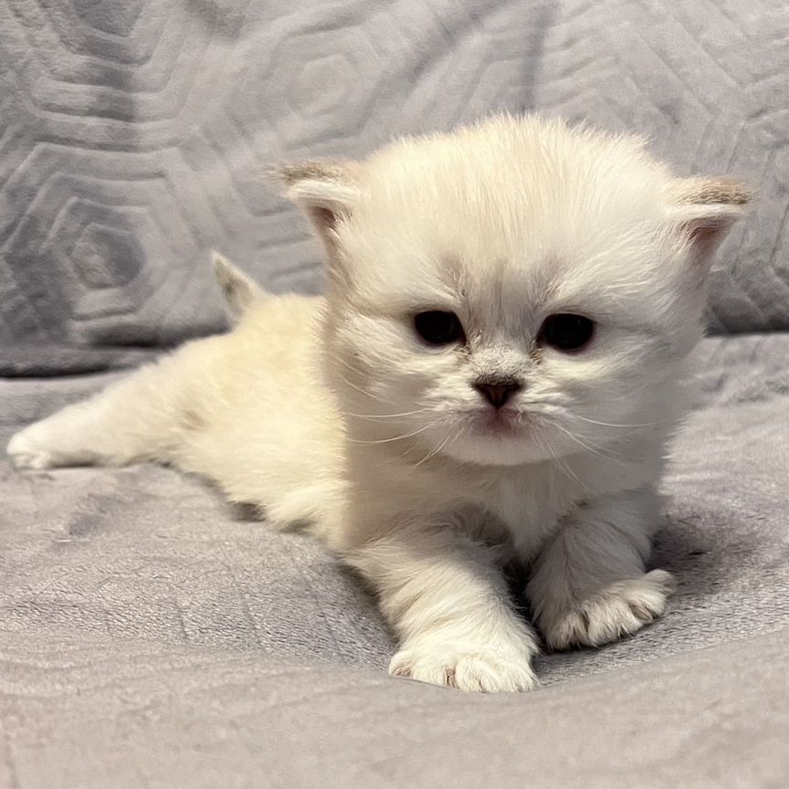 Британские котята