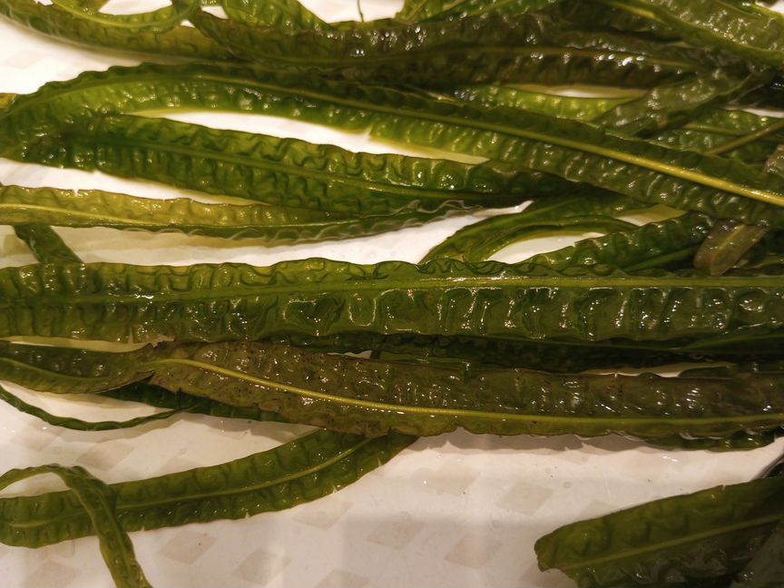 Криптокорина курчавая Балансэ