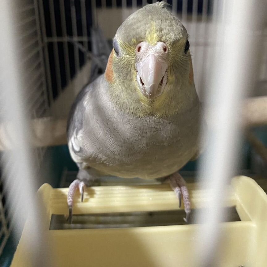 Попугай корелла мальчик