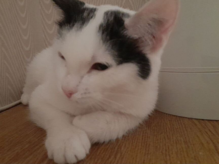 Котенок 3.5 мес нежнейшая девчушка