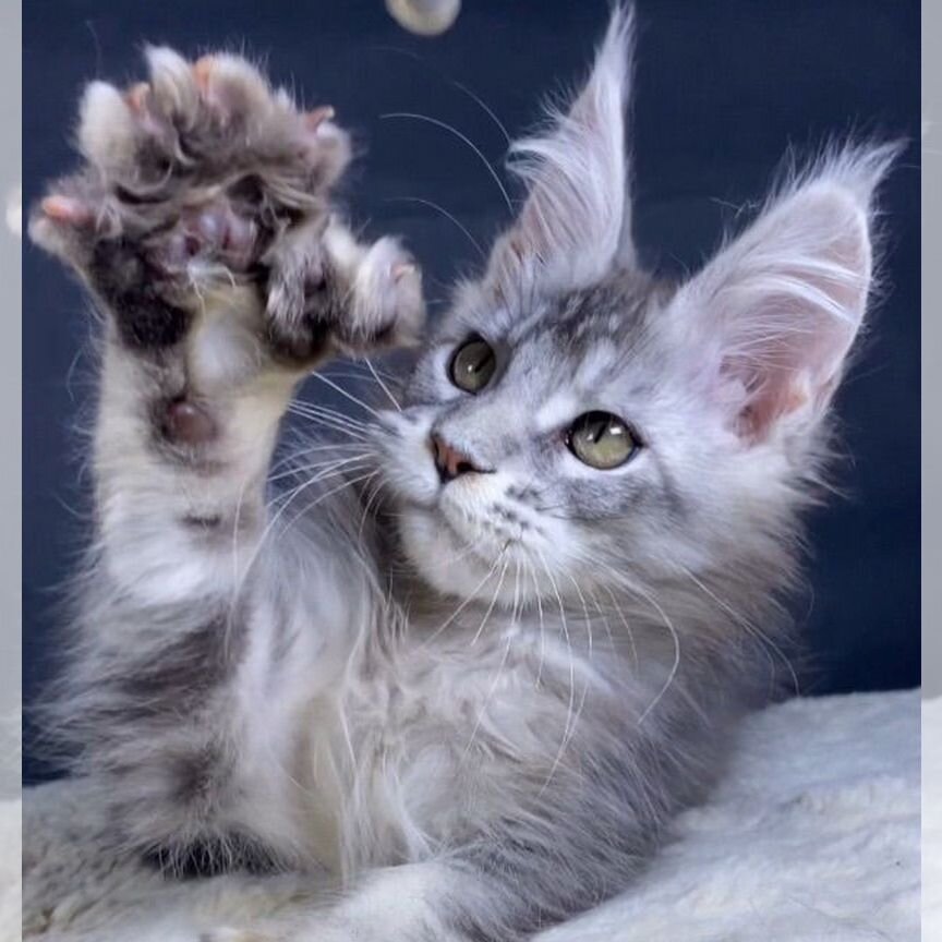 Котята мейн-кун полидакт