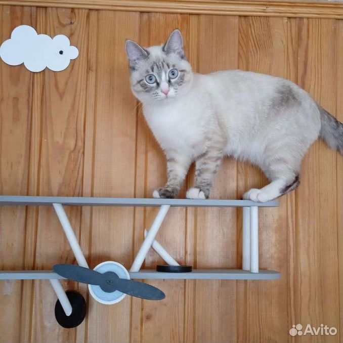 Потерялся сиамский кот