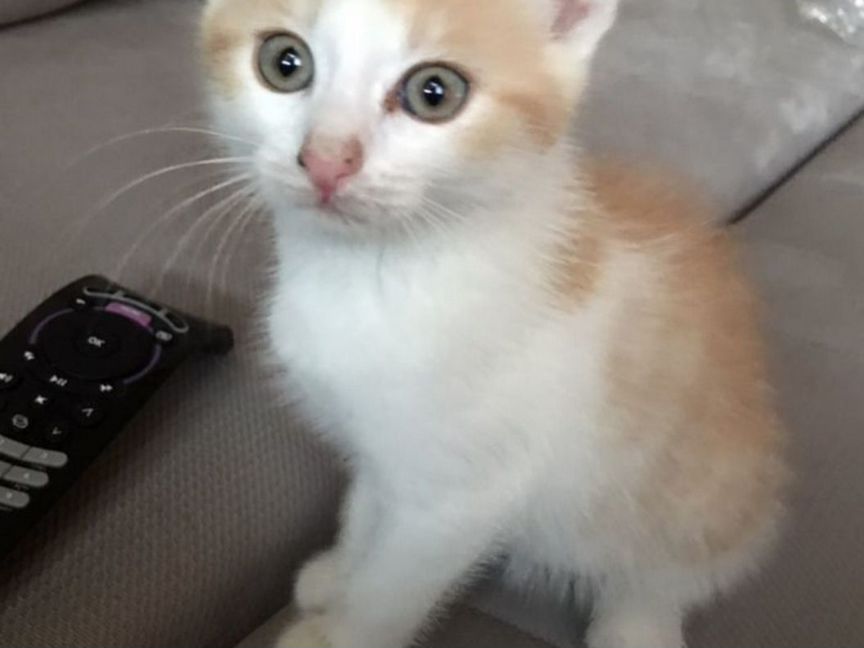 Котенок Левушка, 2,5 мес