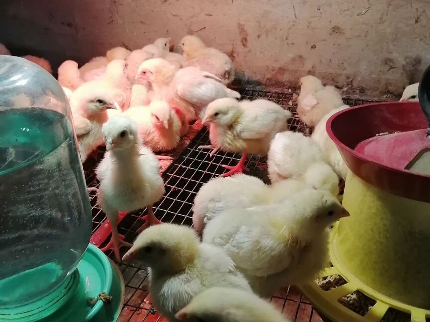 Цыплята бройлеры Арбор Айкрес - Россия