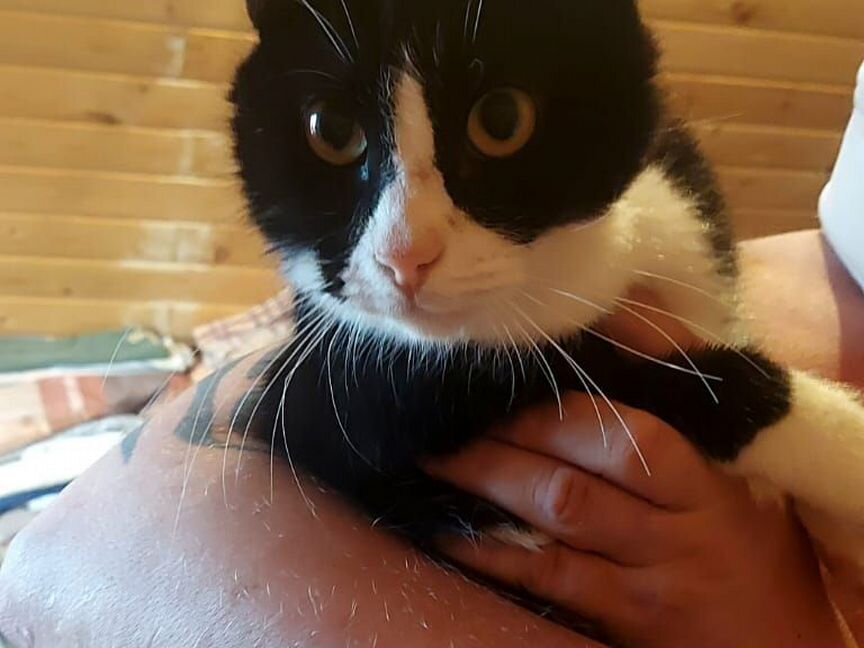 Отдадим красивого кота в добрые руки