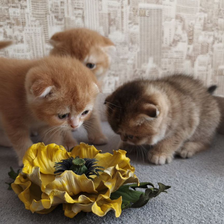 Шотландский вислоухий короткошёрстный котёнок