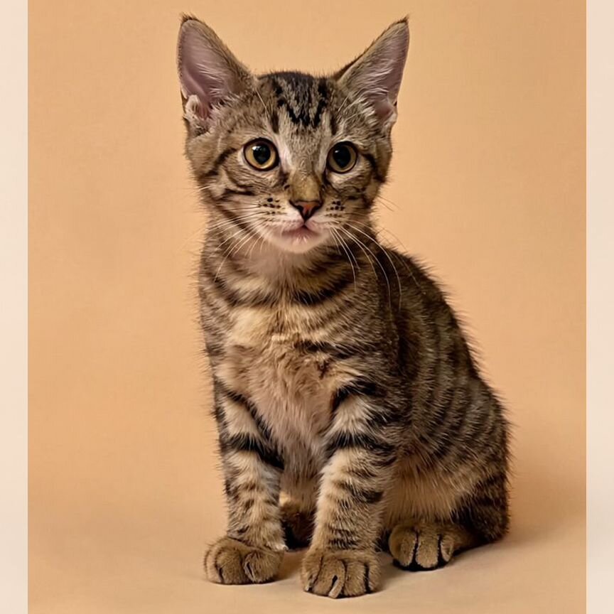 Котенок Твикс ищет дом
