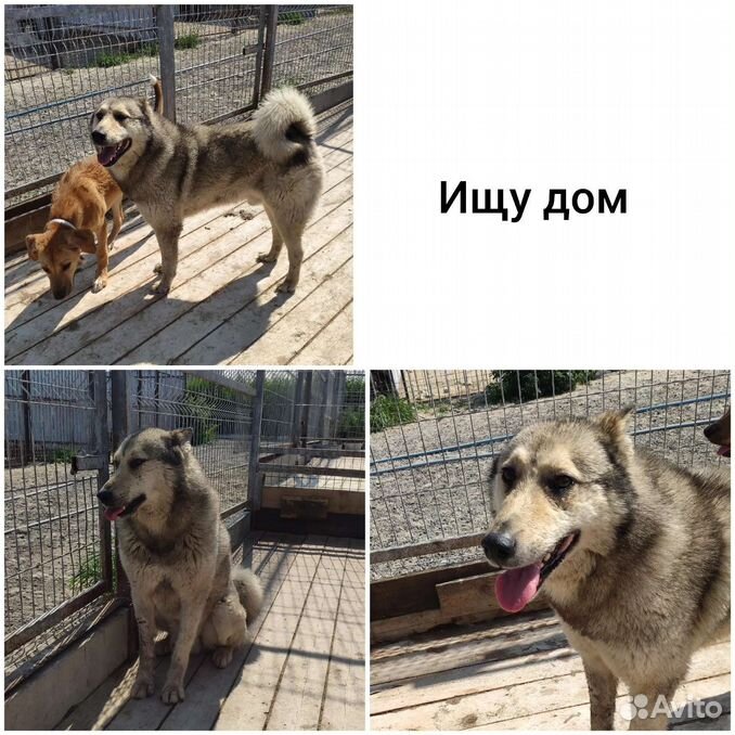 Найдена собака. Находится в отлове (в Зооцентре)