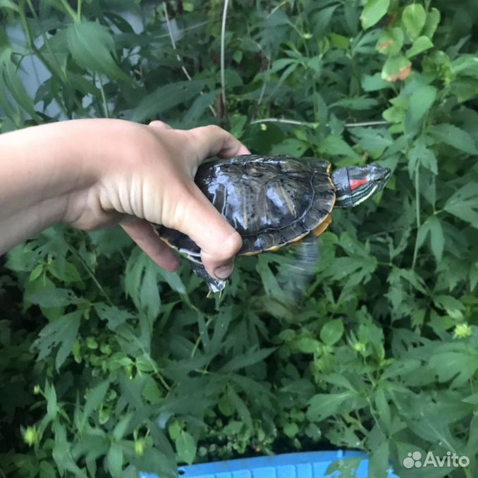 Красноухая черепаха