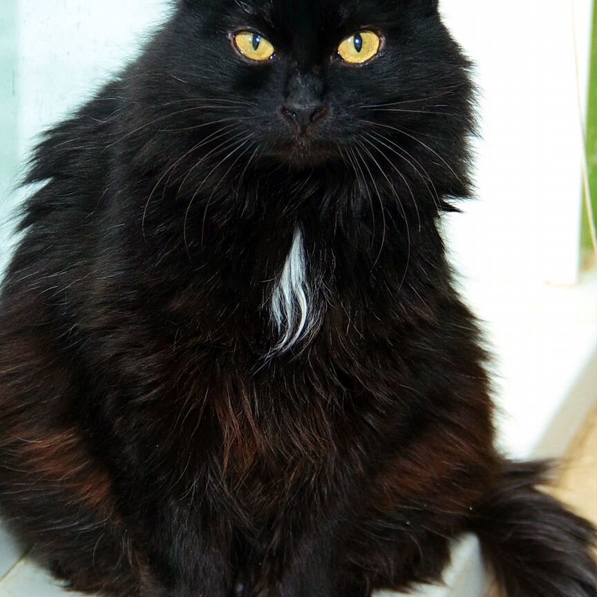 Кошка Миса ищет дом
