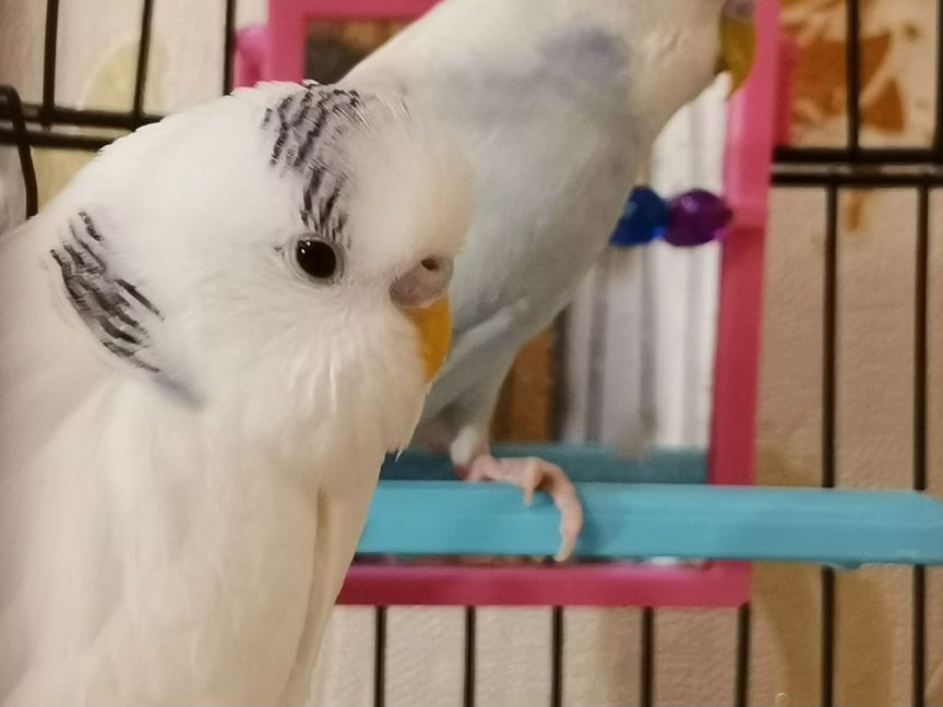 Два бесноватых волнистика