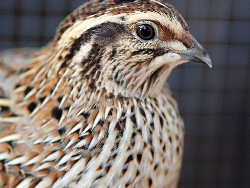 Мясо перепелов