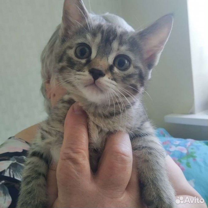 Кошки в дар от папы сфинкса милейшие