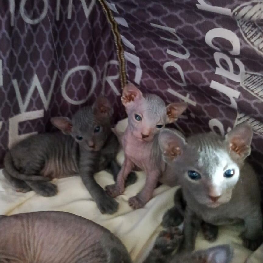 Донской сфинкс котята