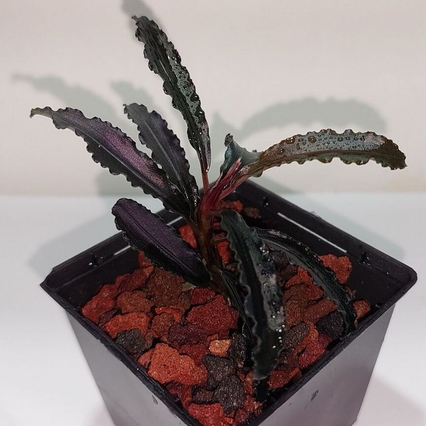 Аквариумные растения