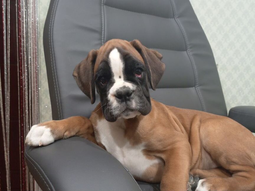 Щенок боксёр