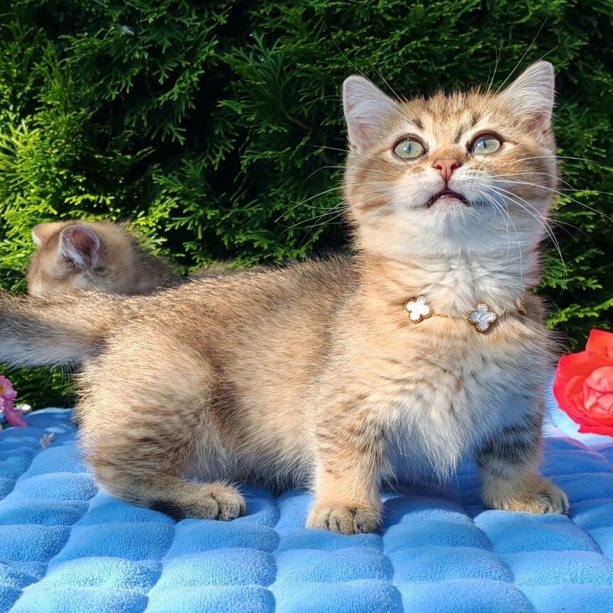 Котята манчкин