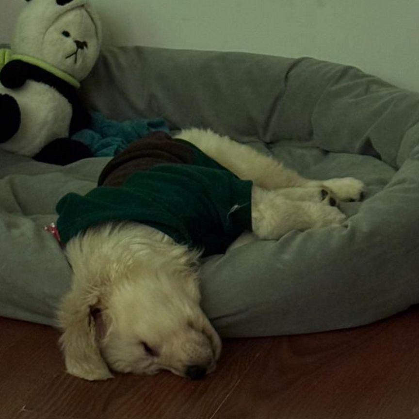 Щенки золотистого ретривера мальчики