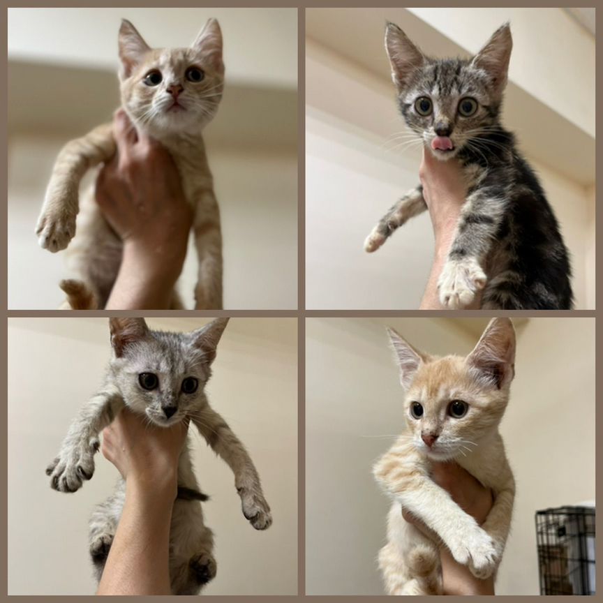 Котята в поиске дома