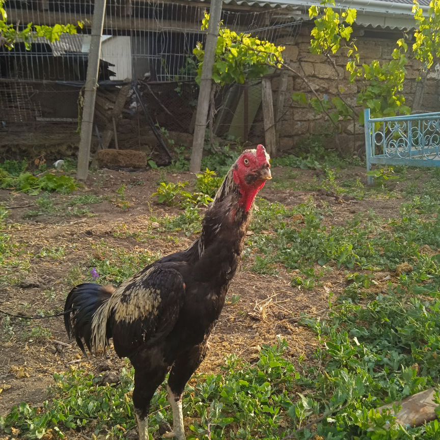 Бойцовые петухи