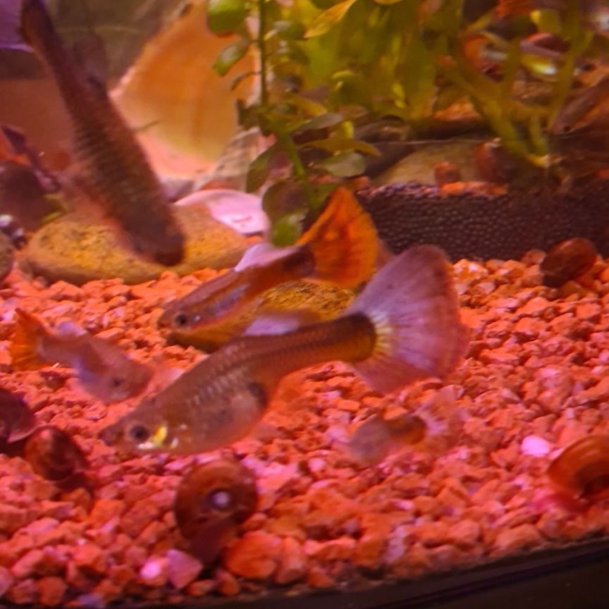 Аквариумные рыбки гуппи