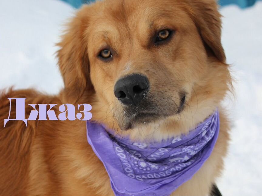 Джаз ищет дом