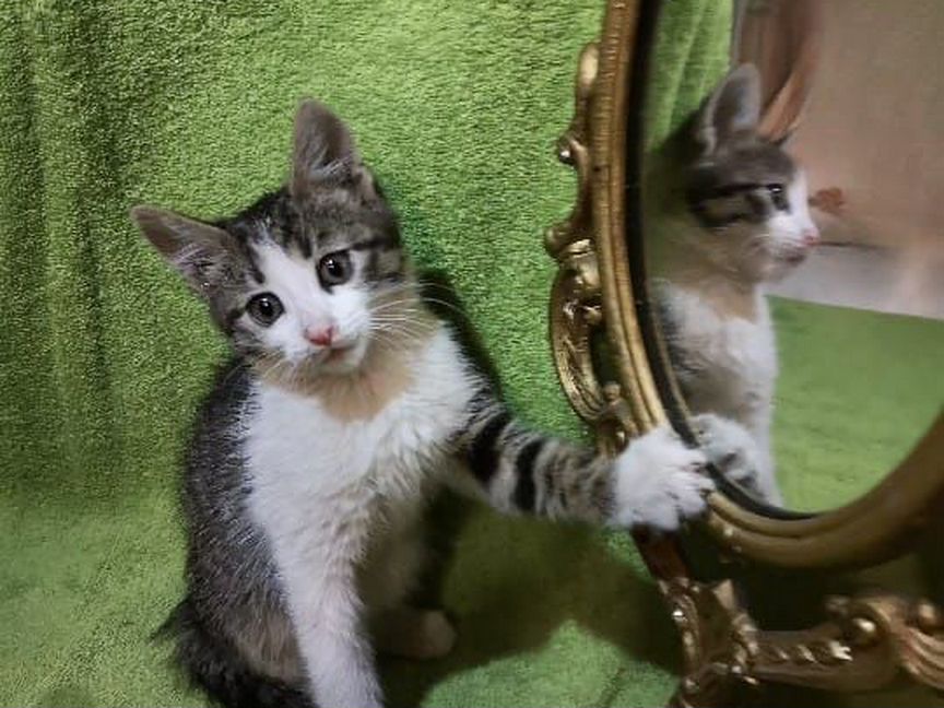 Девочка Туська ищет дом